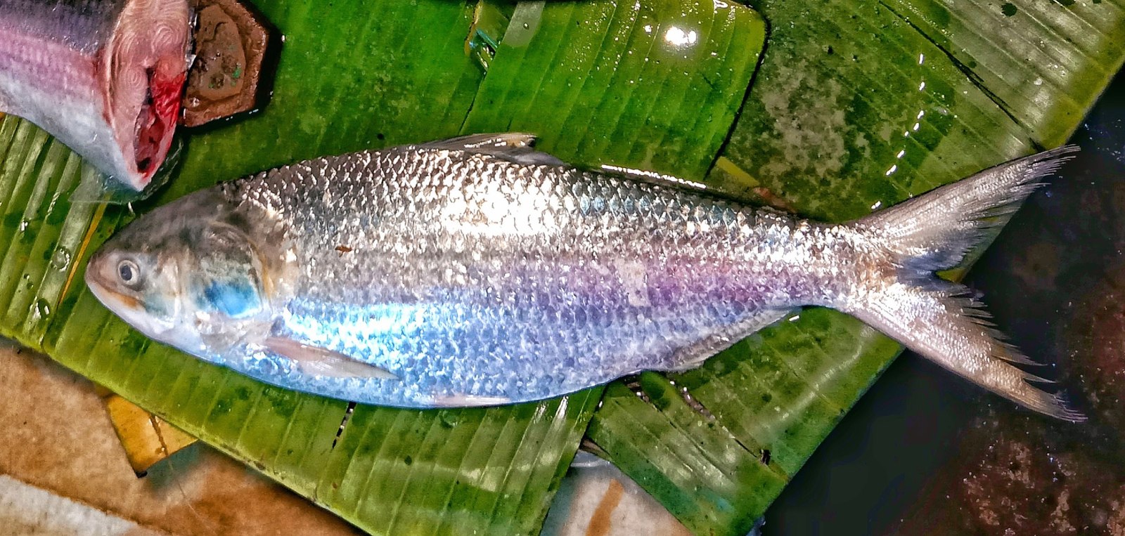 hilsa fish – ParsiCuisine.com